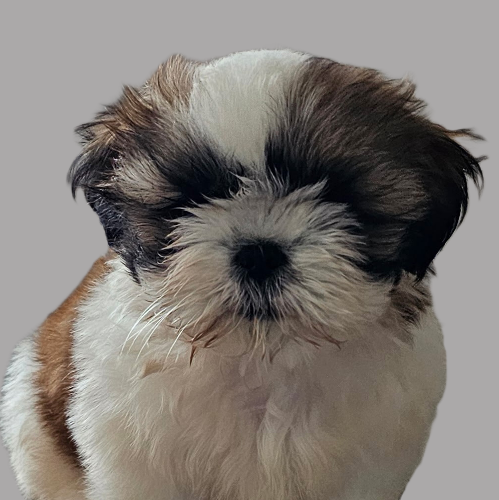 Meet Penelope - The Abaco Group